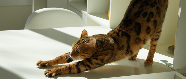 Sentence Expanding: Helping Students Build Stronger Sentences | Iowa ...