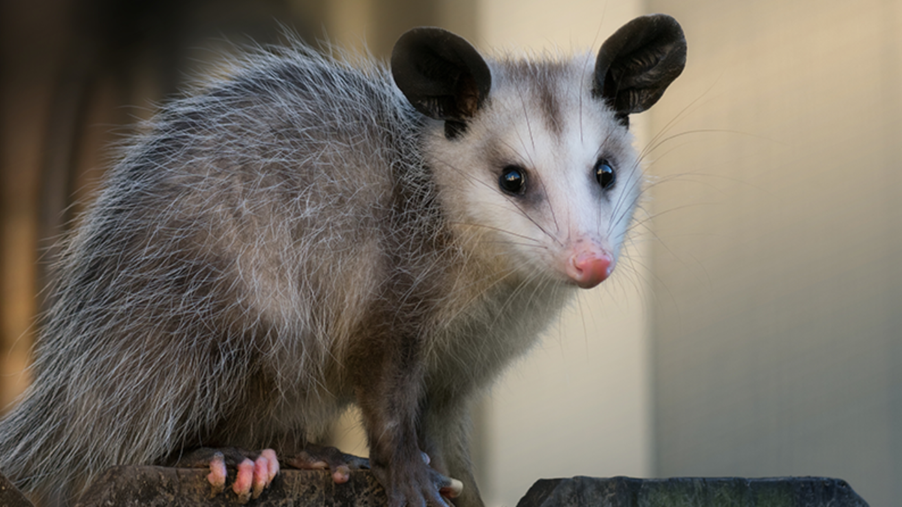 Introducing the Structured Literacy eLearning Module | Iowa Reading ...